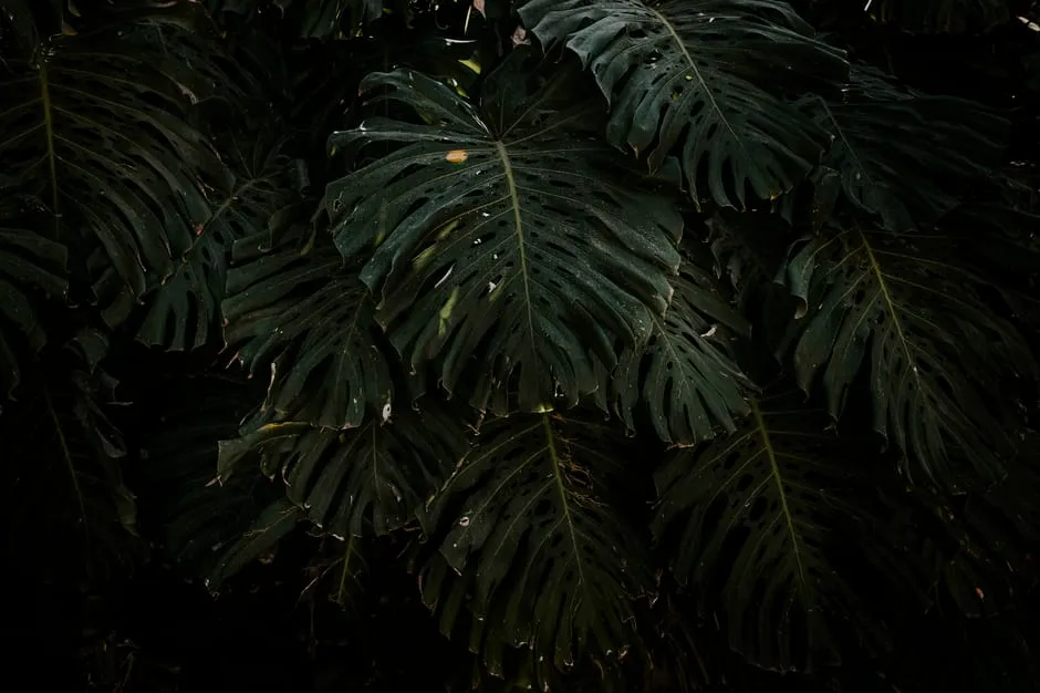 Are you a monstera or a pothos? What your plant preferences say about you