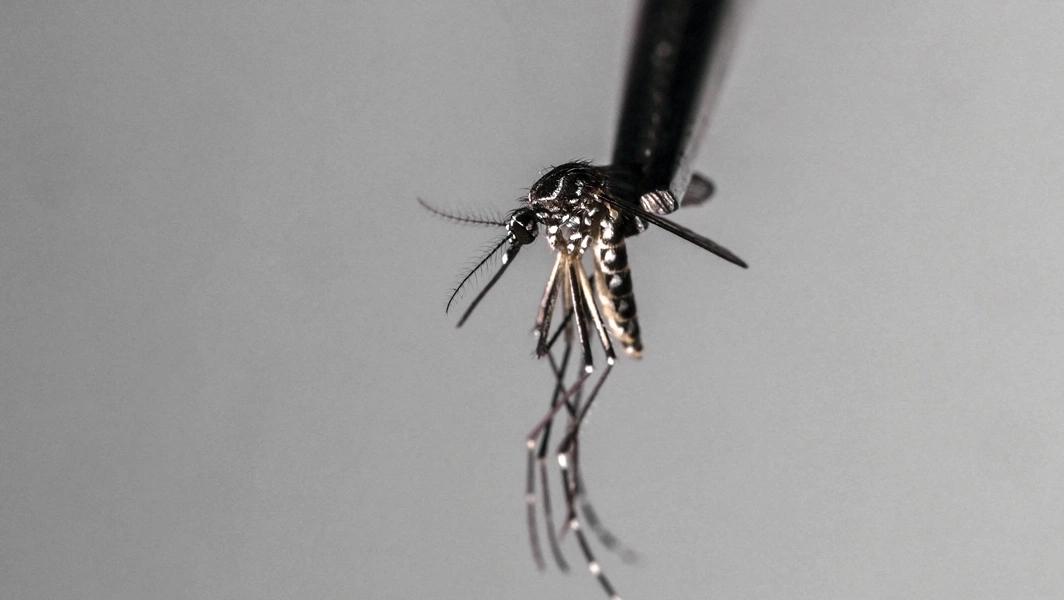 5 deadliest animals to humans