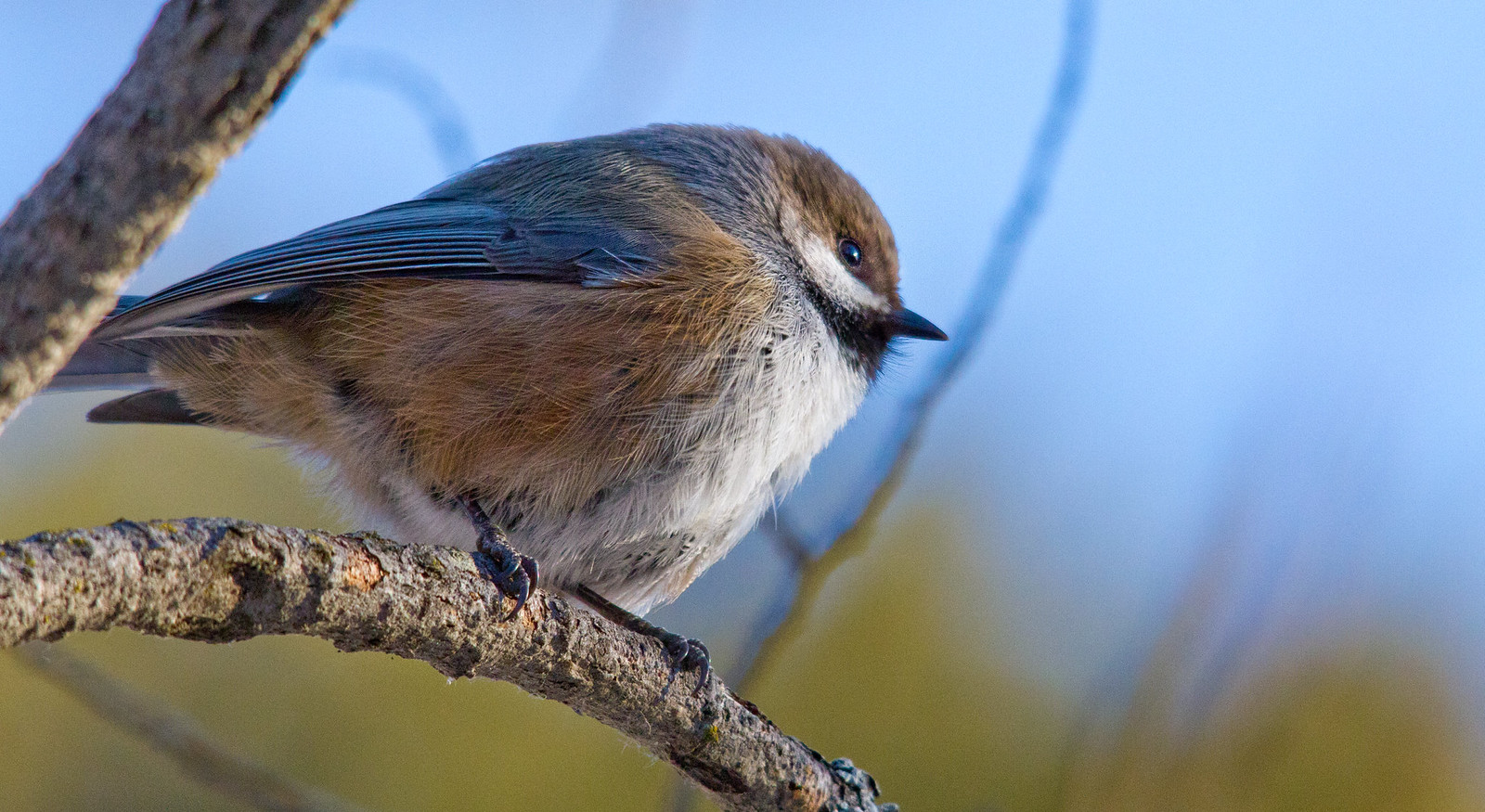 The 17 bird species that birdwatchers travel to Canada for