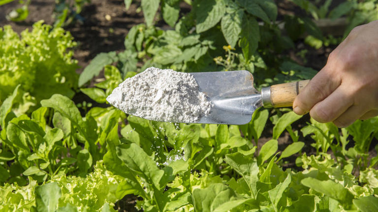 Say goodbye to ground wasps with a natural solution they can't stand