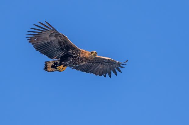 'Largest bird of prey' in country is missing in North Yorkshire, police say