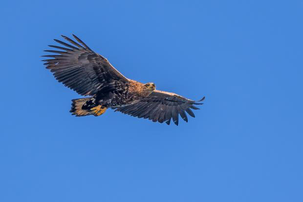 'Largest bird of prey' in country is missing in North Yorkshire, police say