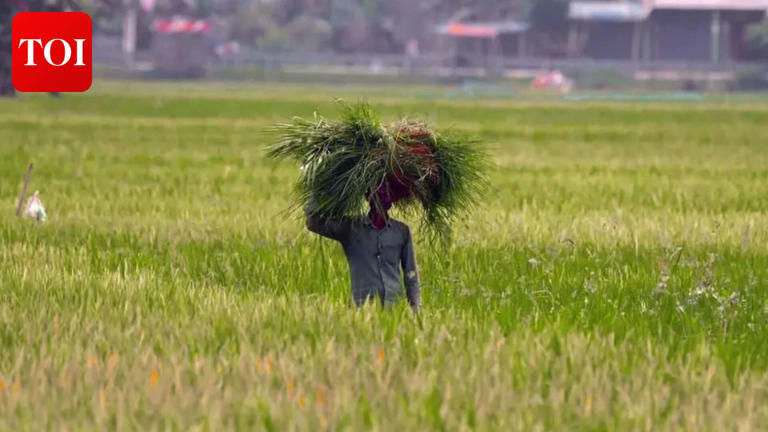 Delhi raises crop damage compensation after 10 years by over 50% to Rs ...