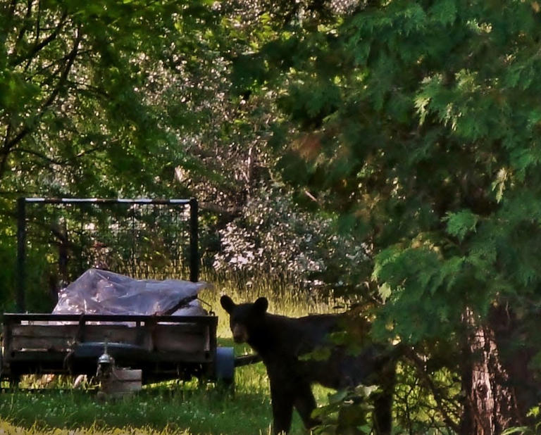 Wildlife officials say steadily recovering bear population is pushing ...