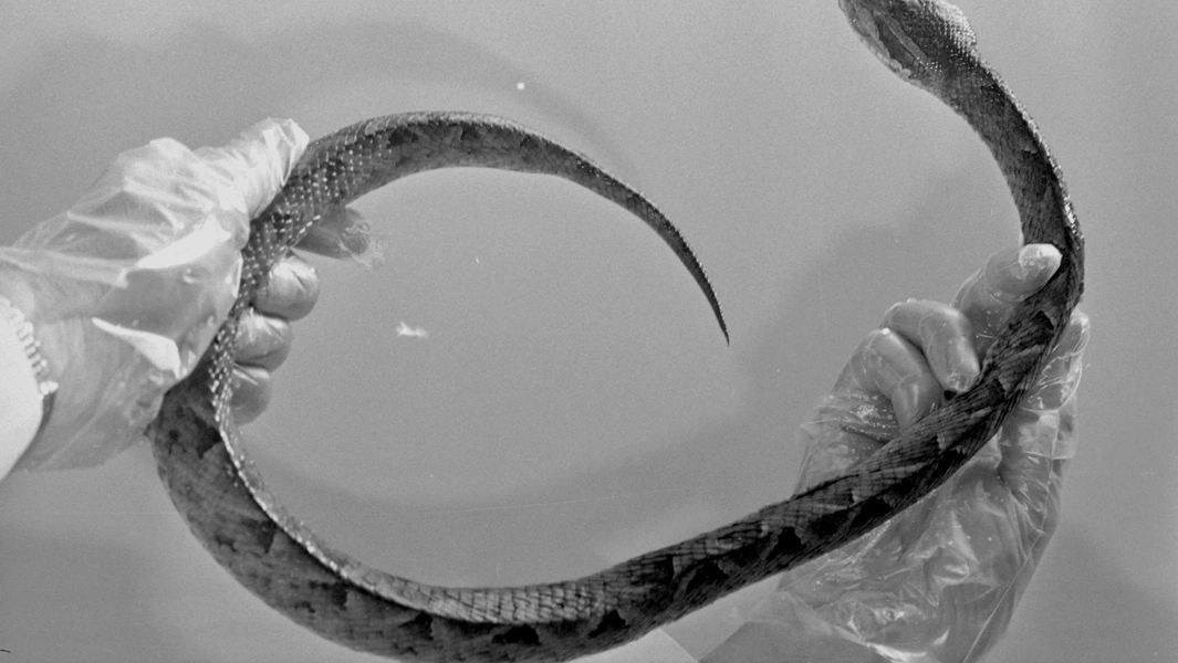 Himalayan pit viper found to be five distinct species