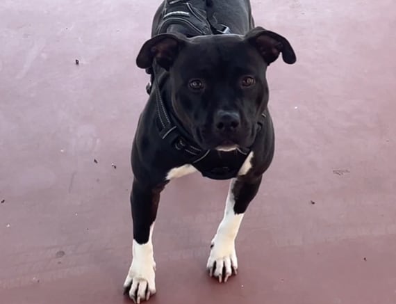 ABC 7 pet of the week: Gracie looking for her forever home