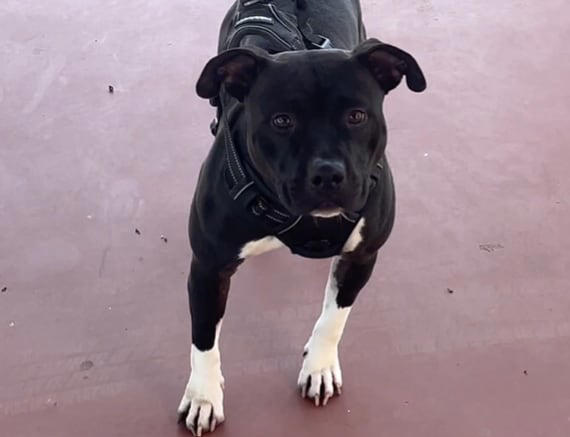ABC 7 pet of the week: Gracie looking for her forever home