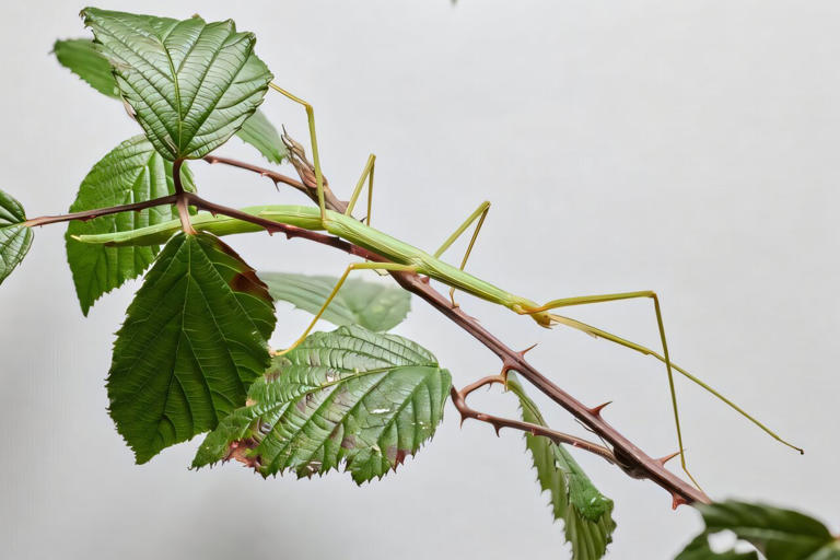 From hybrids to 'virgin birth,' stick insects reveal stepwise loss of sex