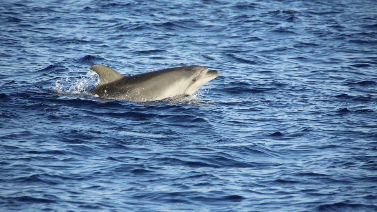 A global predation map just confirmed the smallest dolphin species in ...