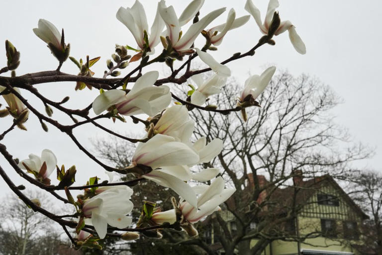 Madisonville recognized for tree stewardship by the Arbor Day Foundation