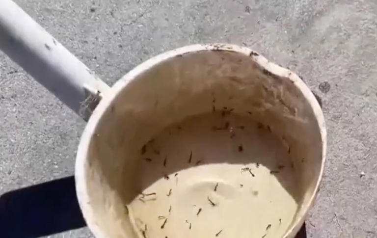 Urgent warning as deadly West Nile virus is discovered in California
