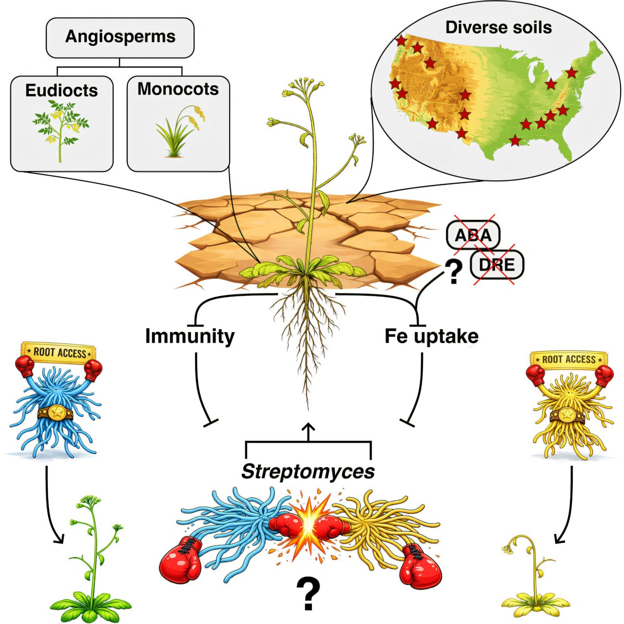 How drought rewires roots, cutting iron uptake across major food crops