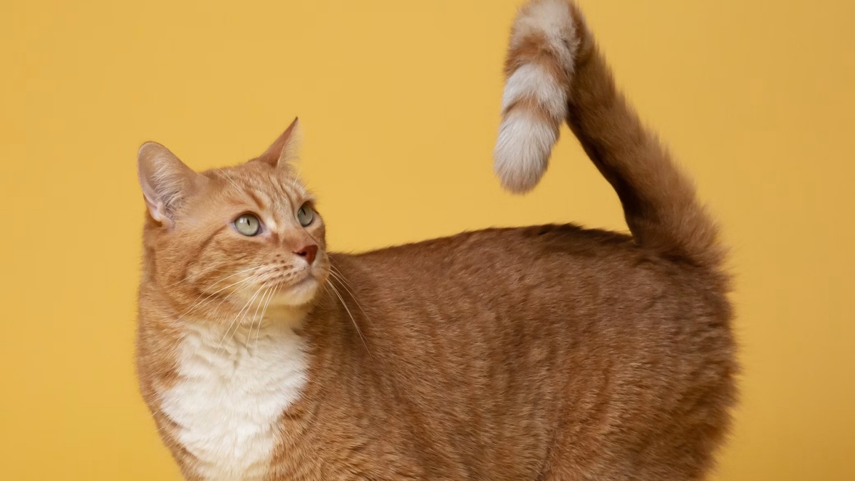 Is your cat shy or adventurous? Learn to decipher its personality