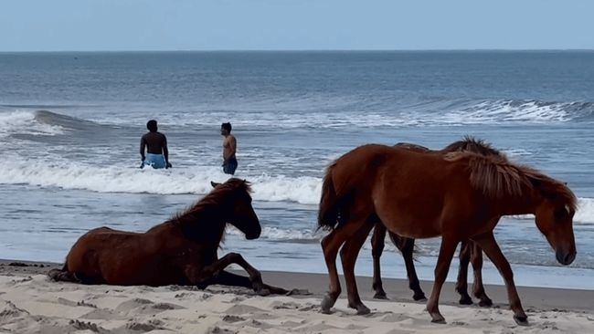 Wild horses share North Carolina beach with swimmers
