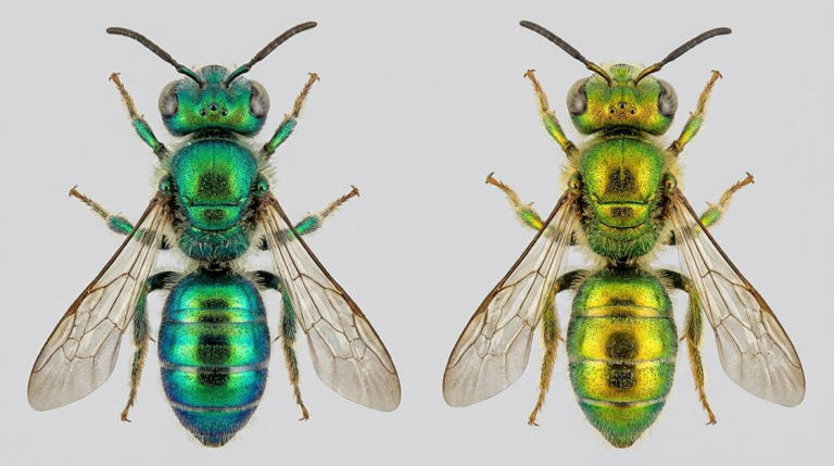 These tiny bees change color right before your eyes—and they're not ...
