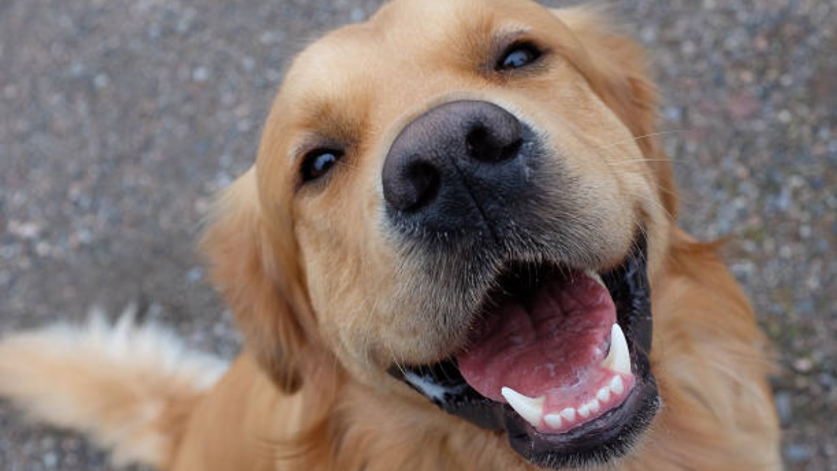 Veterinarians explain why some dogs suddenly change their behavior