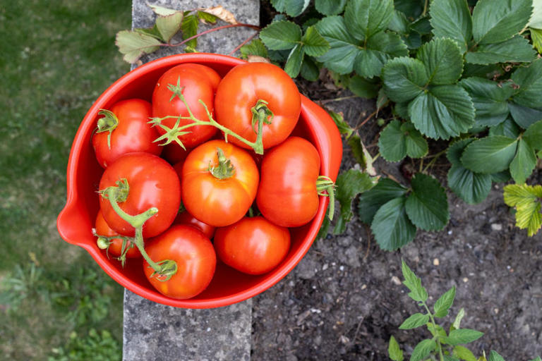 How to grow your own salsa garden for the freshest ingredients
