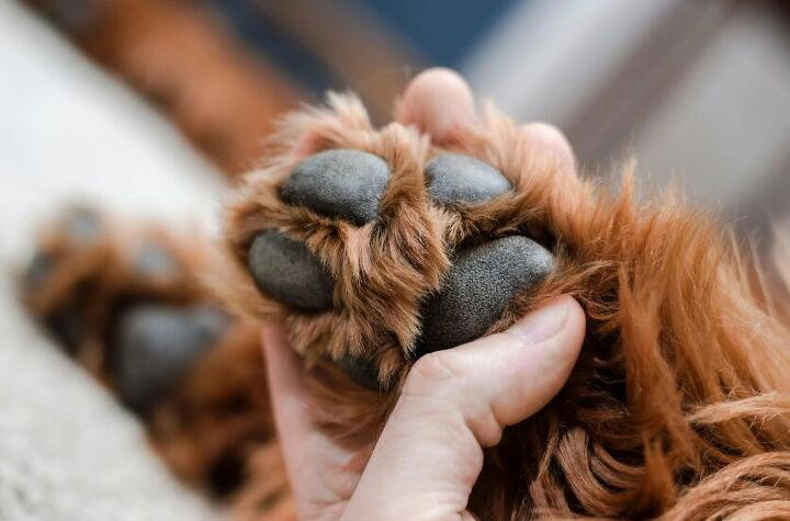 Why do dogs lick their paws? 6 common reasons
