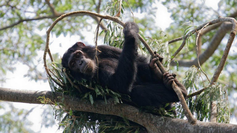 One way to improve your sleep? Imitate the habits of hunter-gatherers