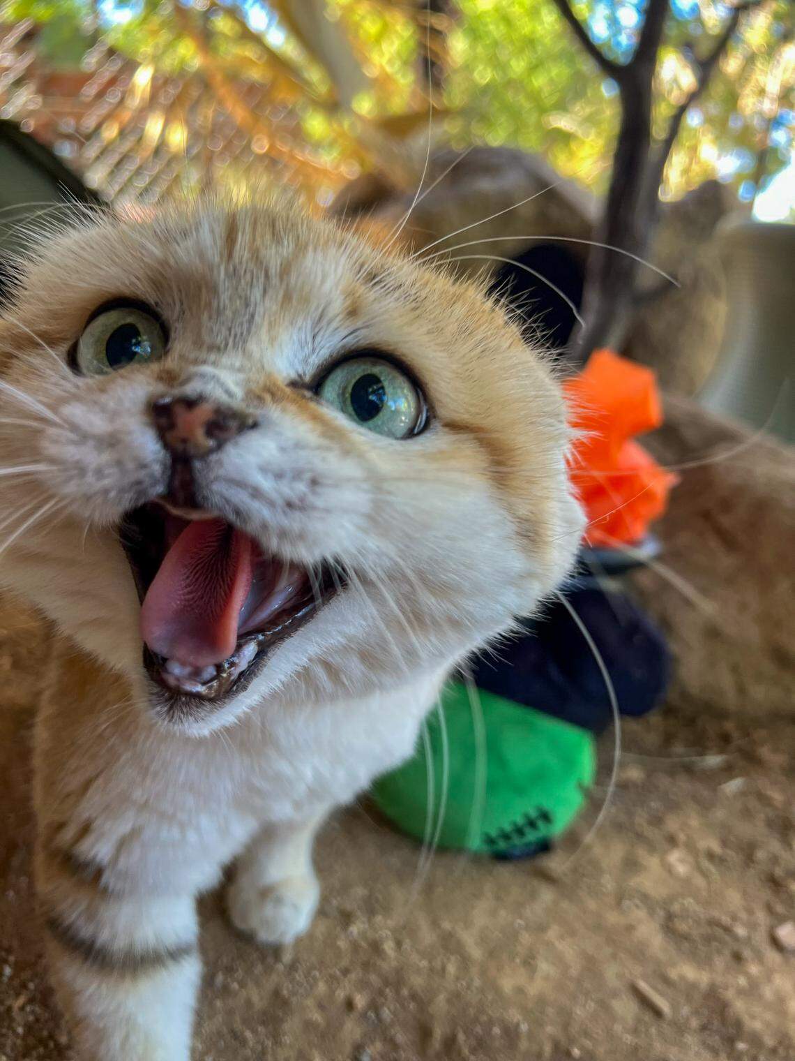 Sand cat at Folsom City Zoo Sanctuary wows the internet with her hiss