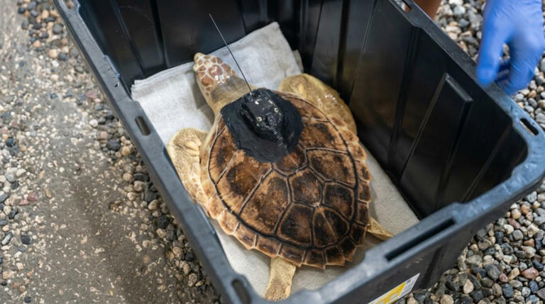 A rare hybrid sea turtle was released back into the ocean after a ...