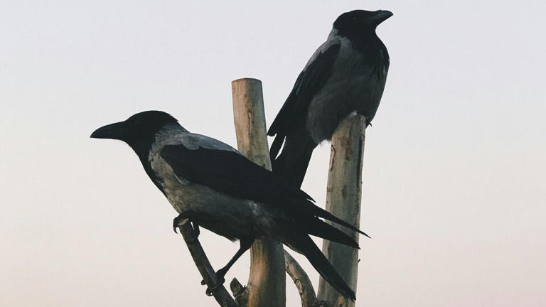 Greek proverb of the day: 'The crow does not take the eye out of ...