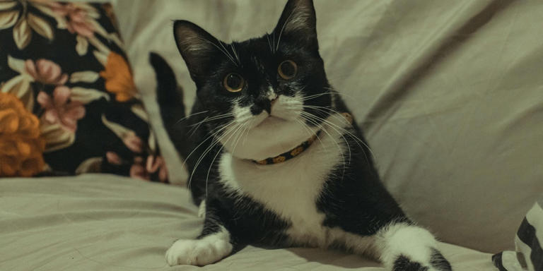 ¿Qué sofás son resistentes a gatos? Los mejores tejidos para aguantar ...