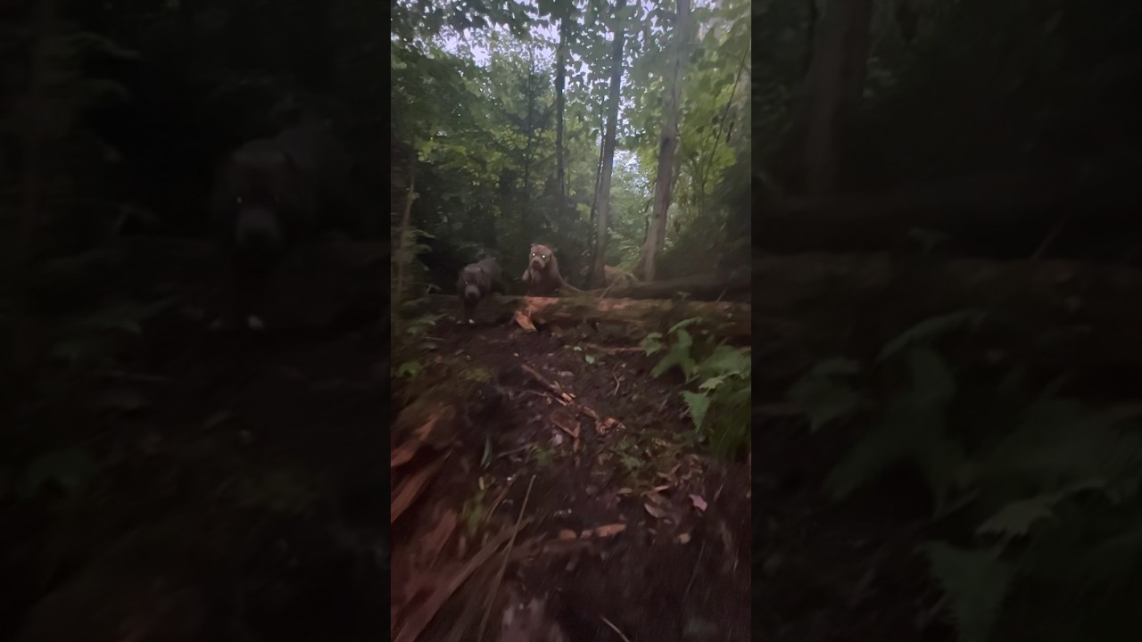 Something in the woods was watching closely
