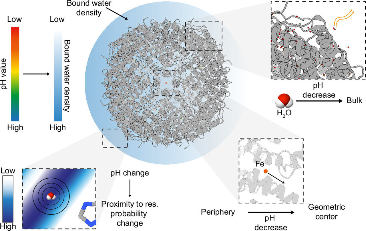 Fifty-year protein mystery breaks open as acid-driven water loss comes ...
