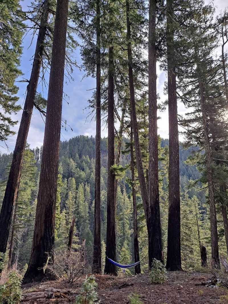 This Oregon trail was used by the CCC in the 1930s, you can still find ...