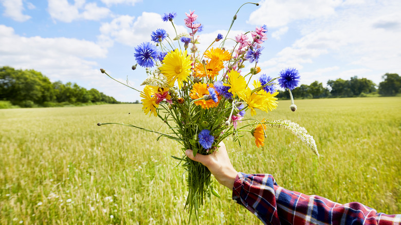 9 easy to grow garden fillers to complement a cut flower garden
