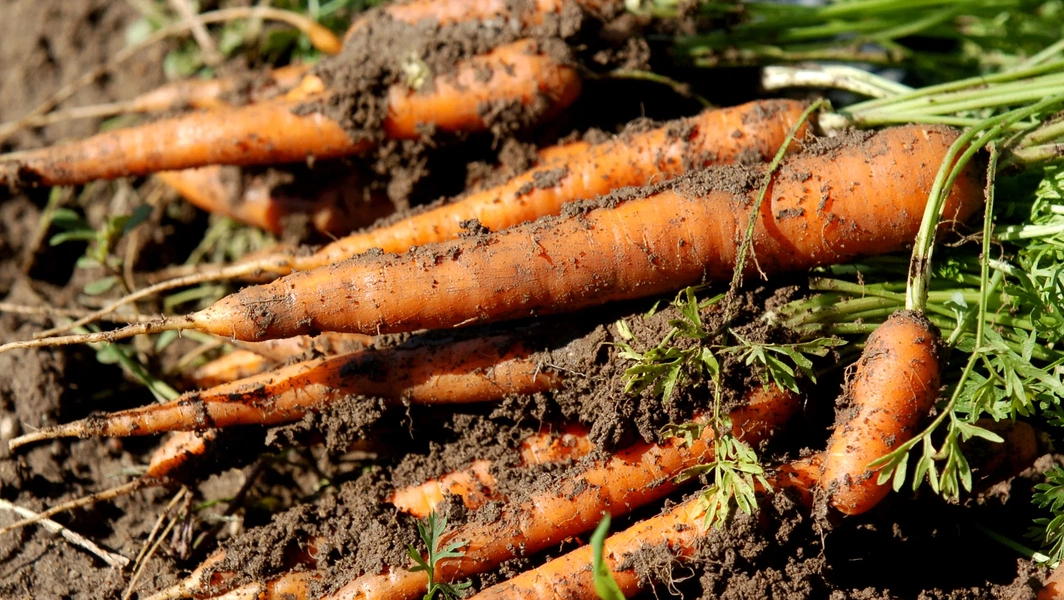 House Digest backs raised beds for better carrot growth