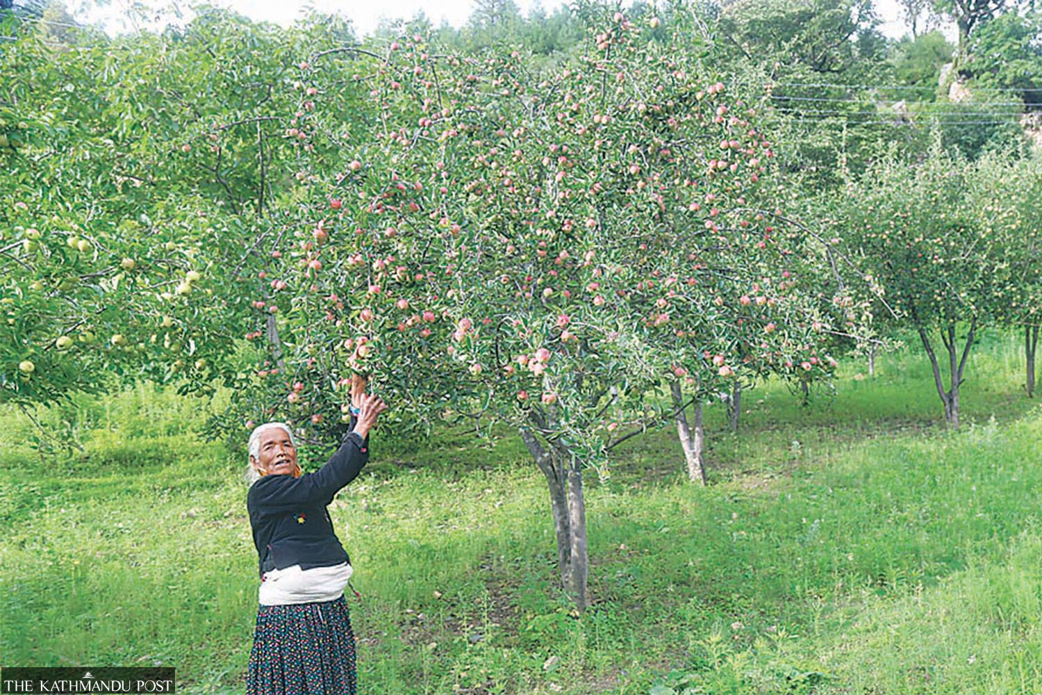 Karnali apple farmers' market worry sets in months before harvest season