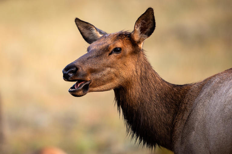 Estes Park issues emergency alert for 'aggressive mama elk'