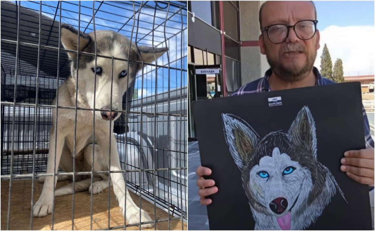 Caso Sasha: perrita que mordió a un niño en Cd Juárez; animalistas y ...