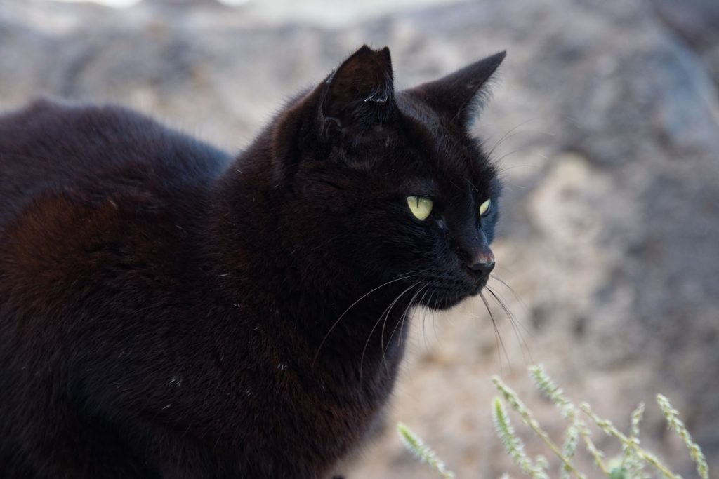 The mysterious black cat that scientists rarely ever see