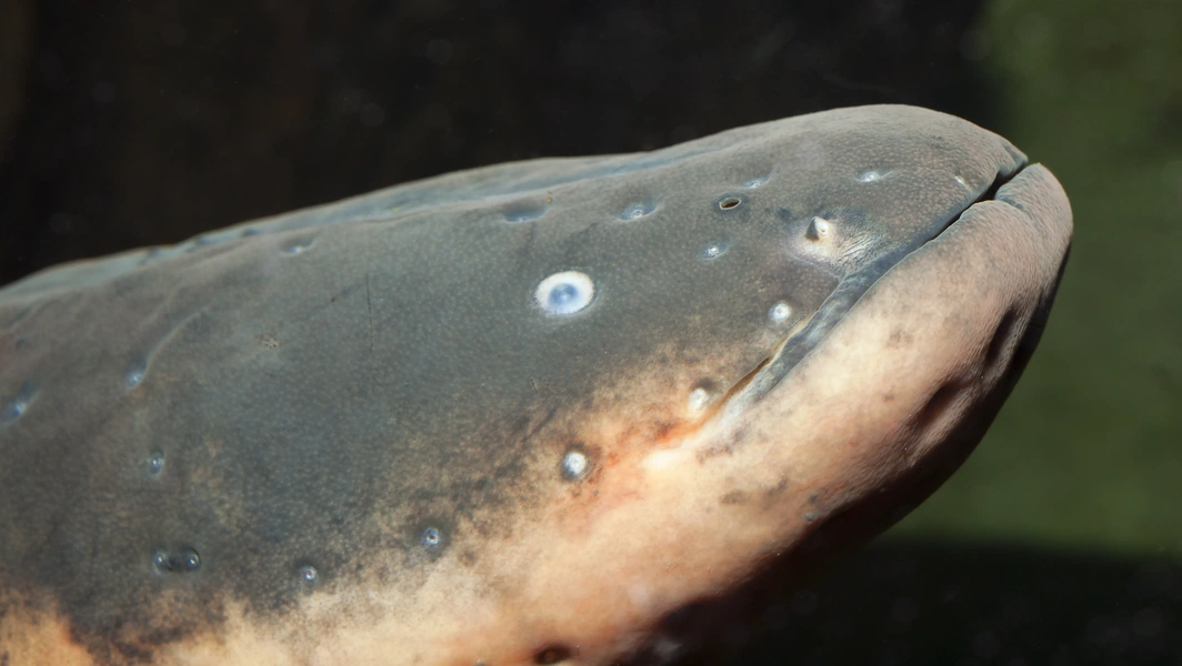 How electric fish light up their world