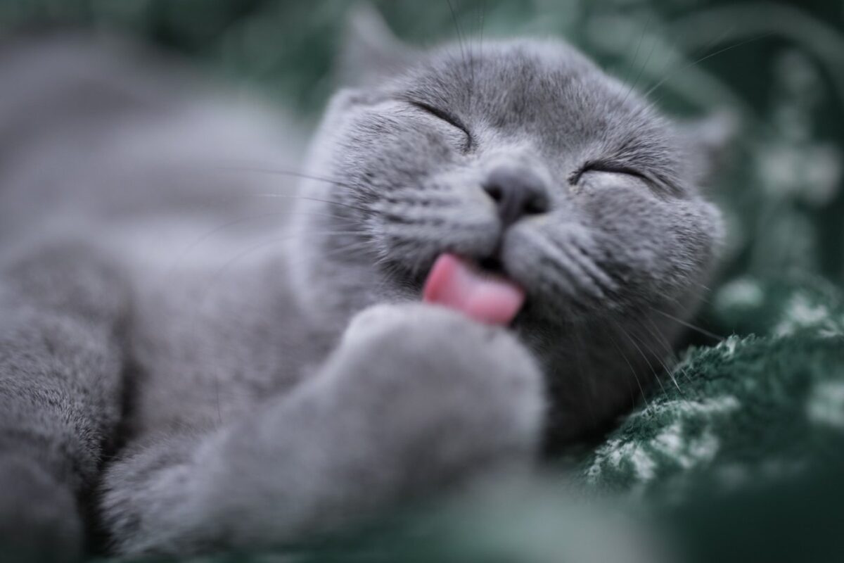 Your cat keeps shaking its head — and most owners don’t know what it’s ...