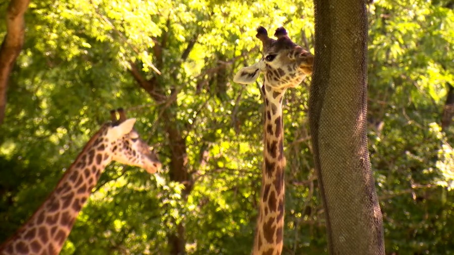 Over 160K sign petition opposing data center next to Nashville Zoo ...