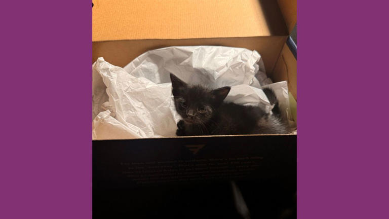 Virginia State Police trooper rescues kitten from I-395 near King Street