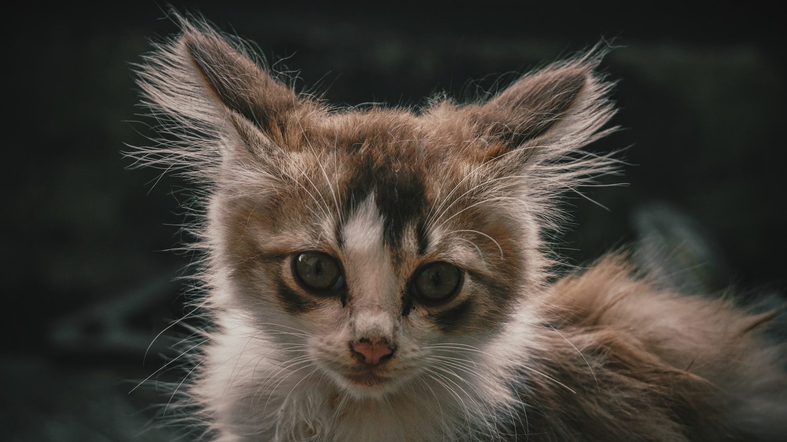 The genetic mystery behind a kitten with furry arm whiskers