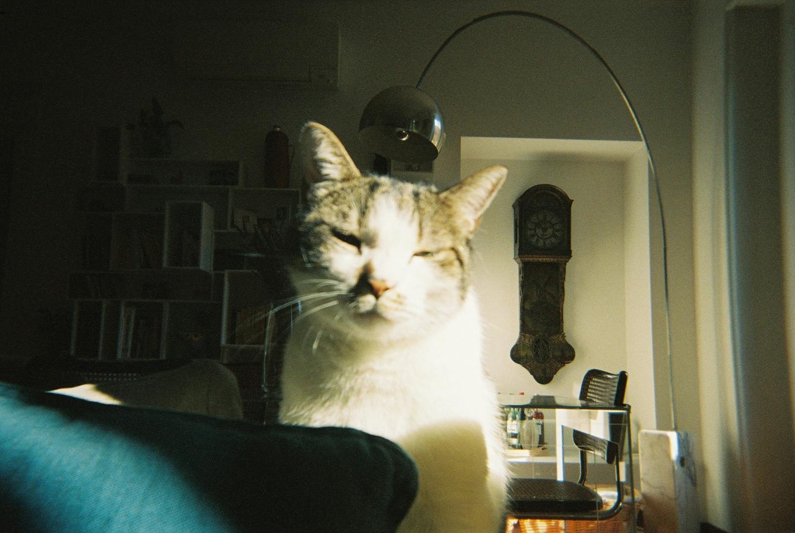 How your silent cat actually knows that you love them