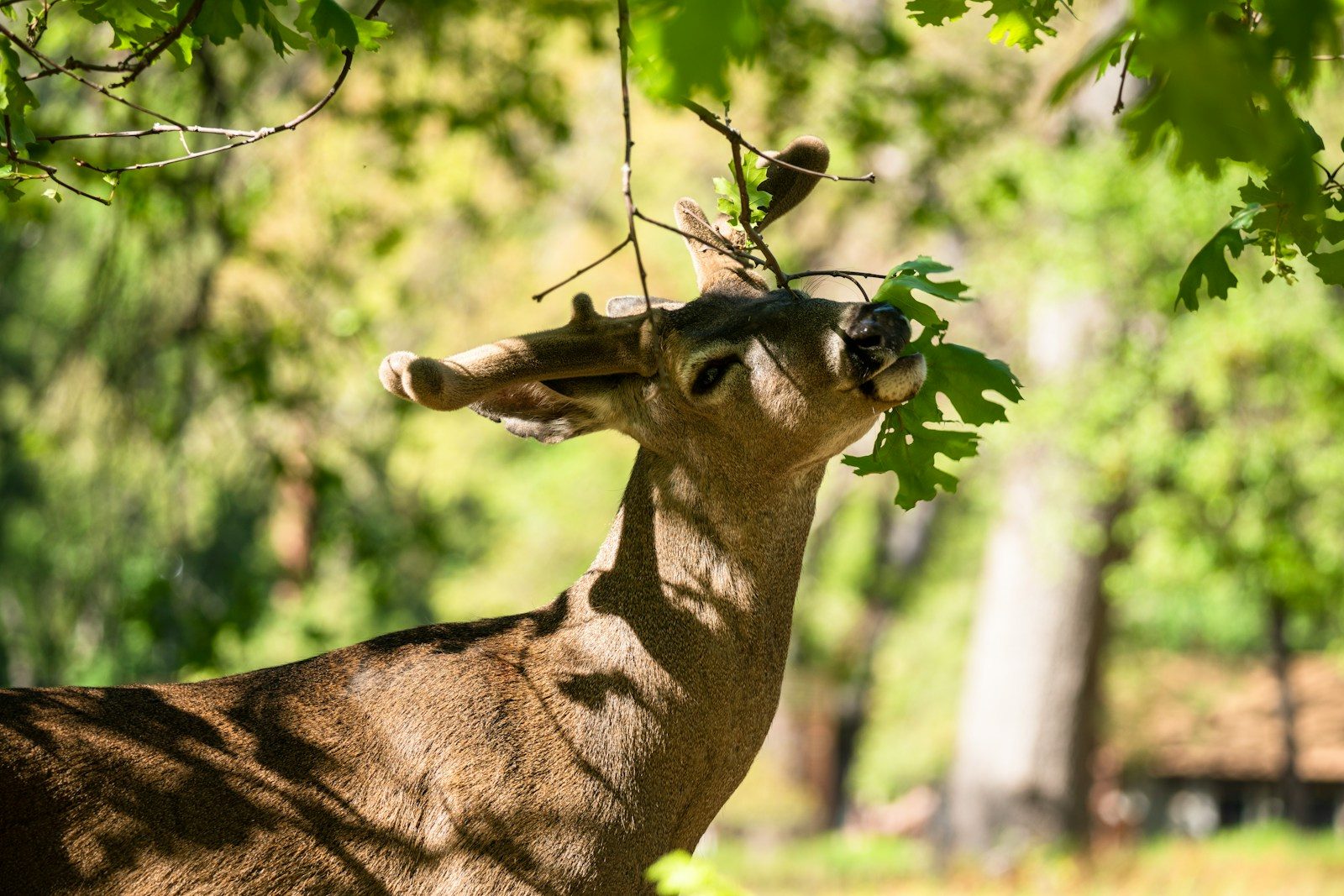 How to keep deer from eating your plants
