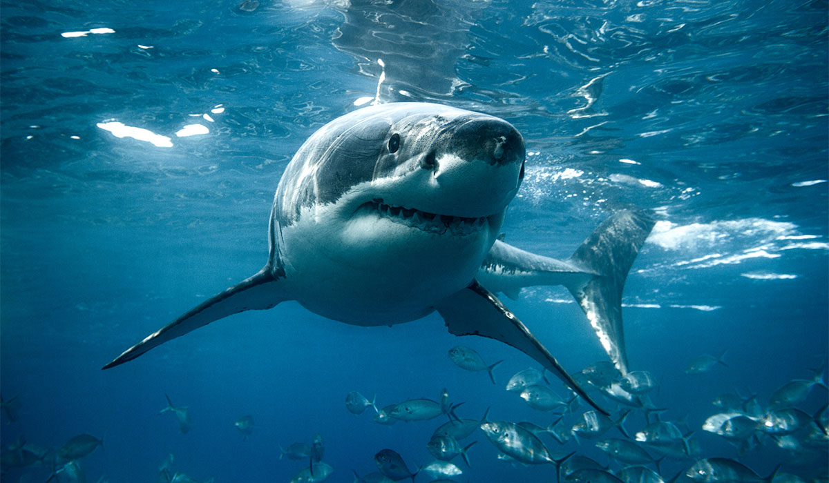 Shark terror: 15ft predator kills young diver as locals warn of surge ...