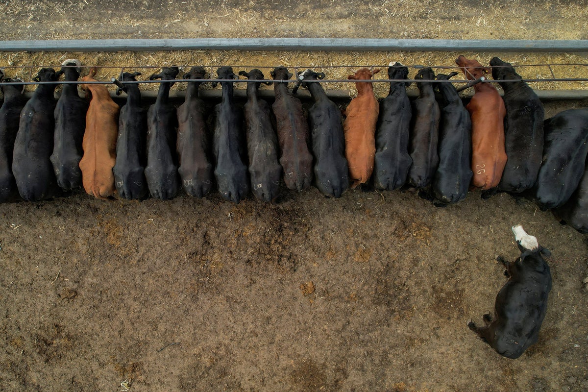 Texas officials stress over New World screwworm fly infestation