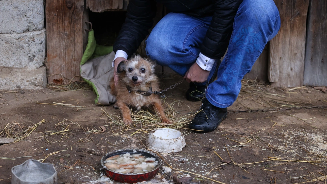 Why chaining your dog hurts more than you think