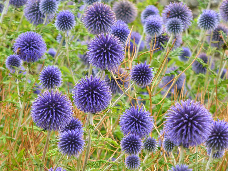 7 fast-growing summer flowers for a colorful garden in no time