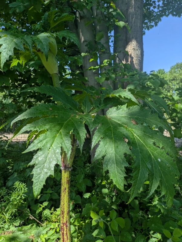 Passerby's photo of towering, pink-spotted plant sparks warnings about ...