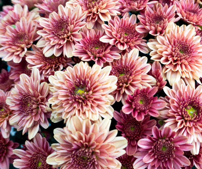 Prune these 7 plants in June for long-lasting flowers – and to keep ...