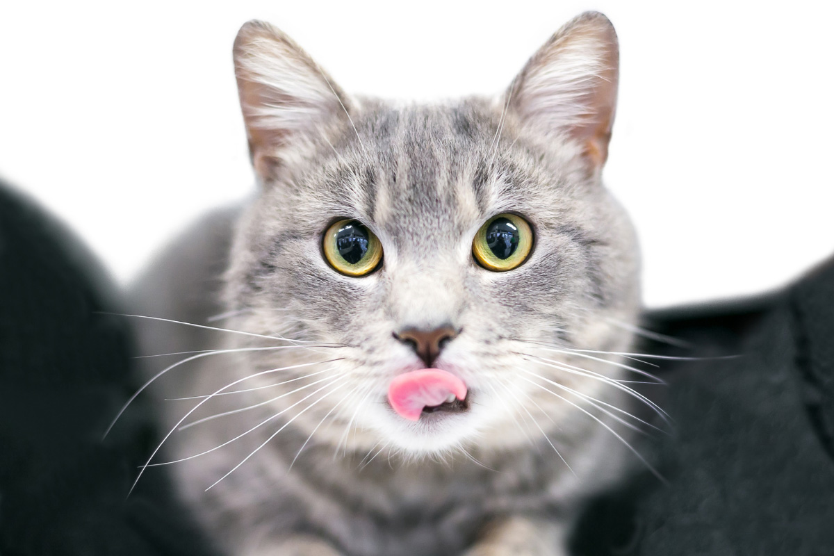 Every cat owner has seen this look — but do you know why your cat’s ...